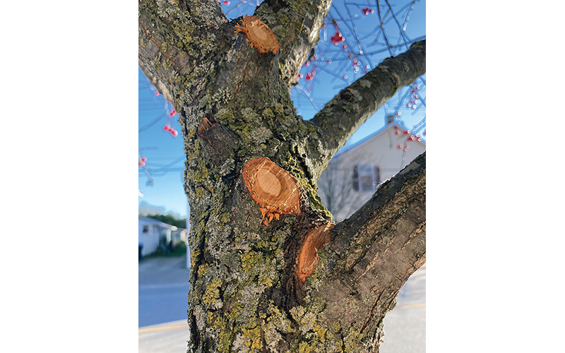 Creemore BIA asks to be included in tree management plan – The Creemore ...