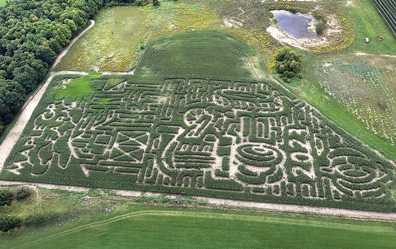 Maple Grove Farm grows 12-acre maze in Mulmur – The Creemore Echo