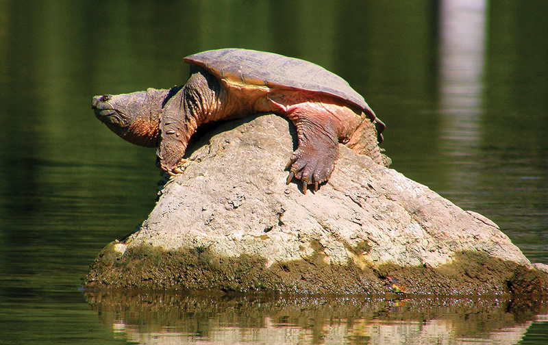 Speaker on quest to create awareness of at-risk turtles – The Creemore Echo