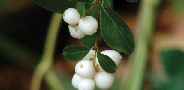 Add a native shrub to your garden and make the birds happy – The ...
